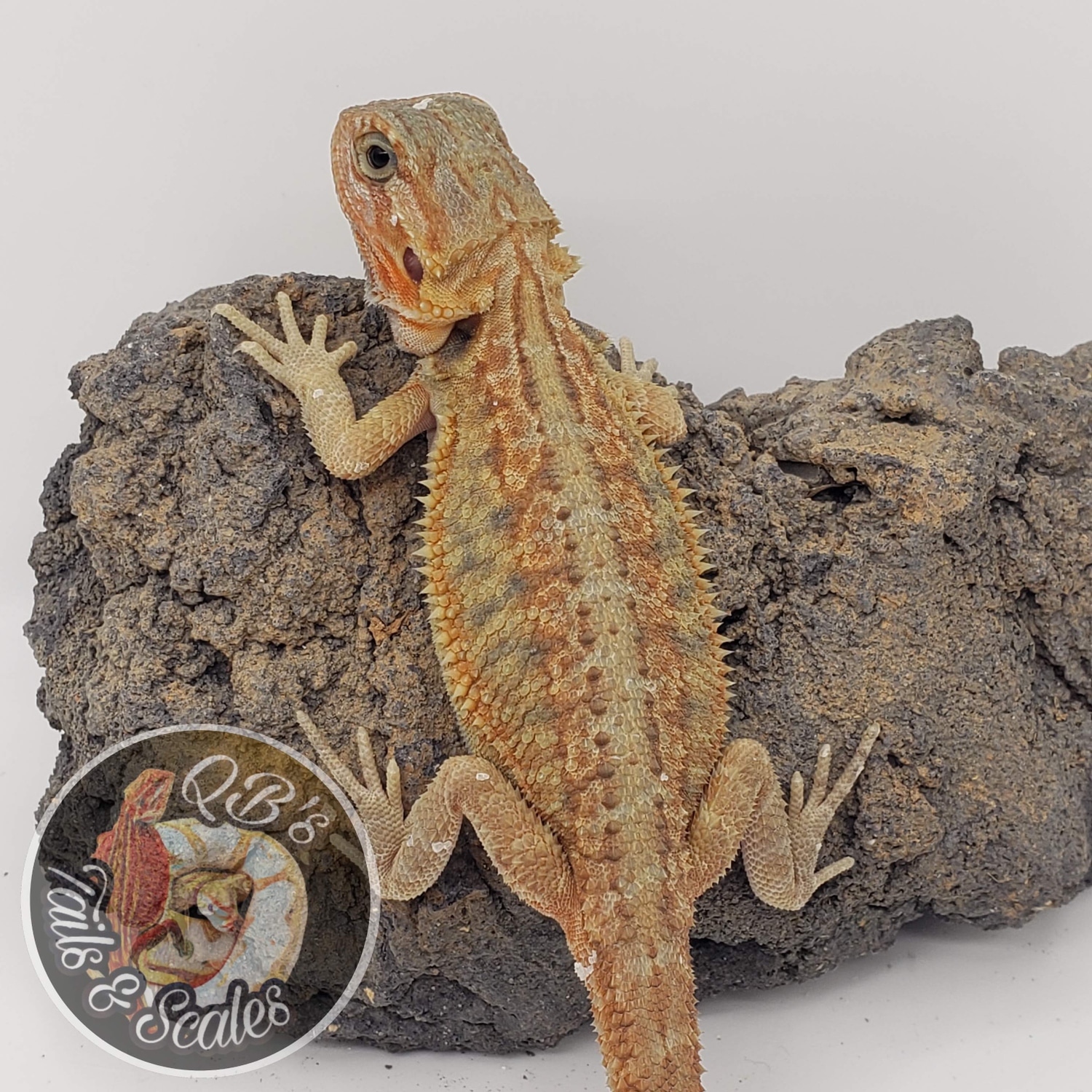 Hypo Trans Het Zero Central Bearded Dragon by QB's Tails & Scales LLC ...