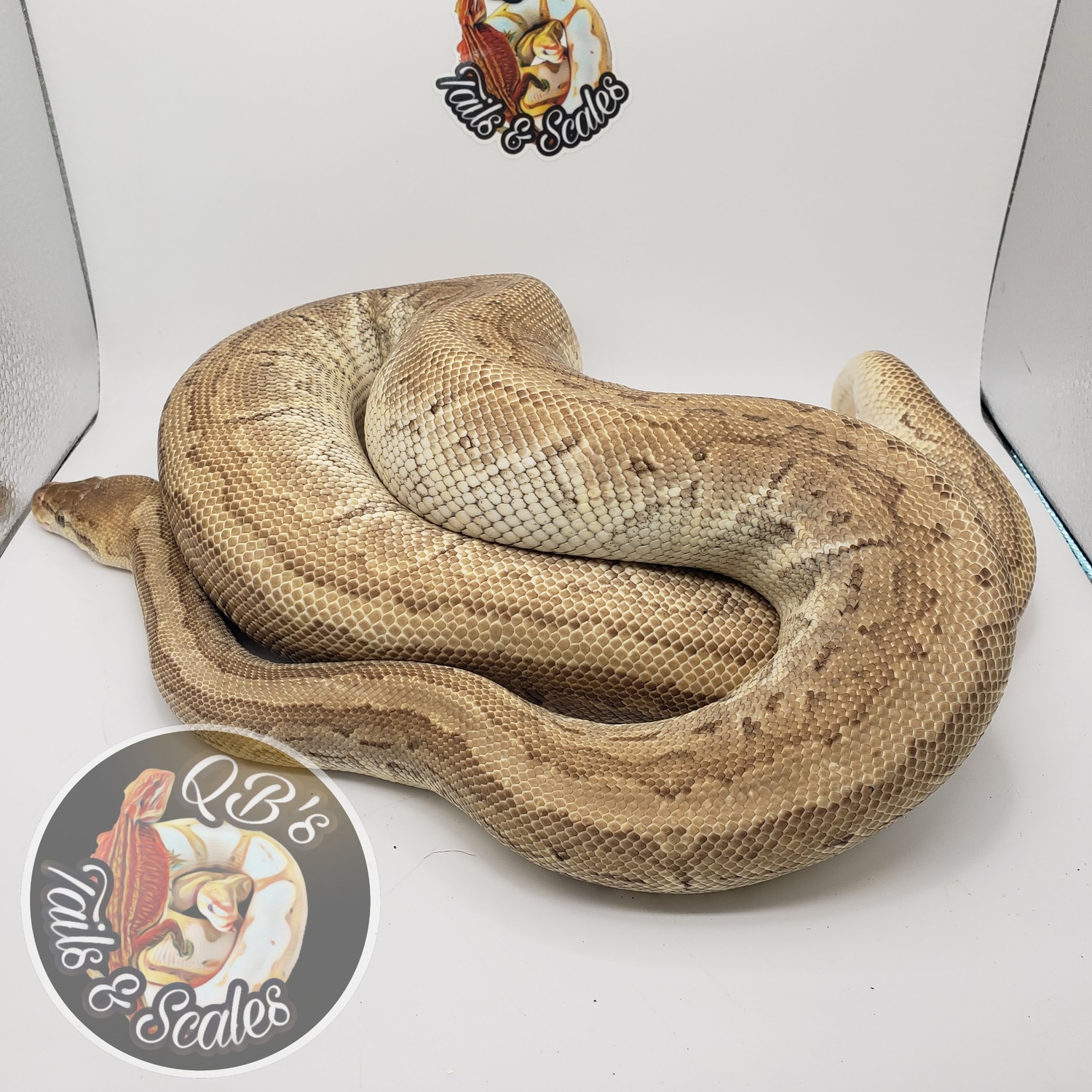 Mojave Pastel Pinstripe Ball Python by QB's Tails & Scales LLC ...