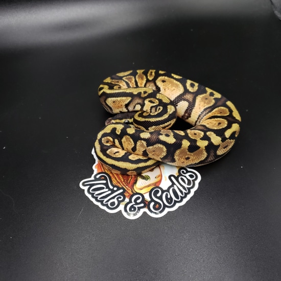 Pastel Het Piebald 66% Het Clown Ball Python by QB's Tails & Scales LLC