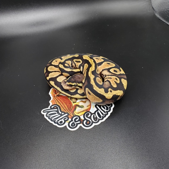 Pastel Het Piebald 66% Het Clown Ball Python by QB's Tails & Scales LLC