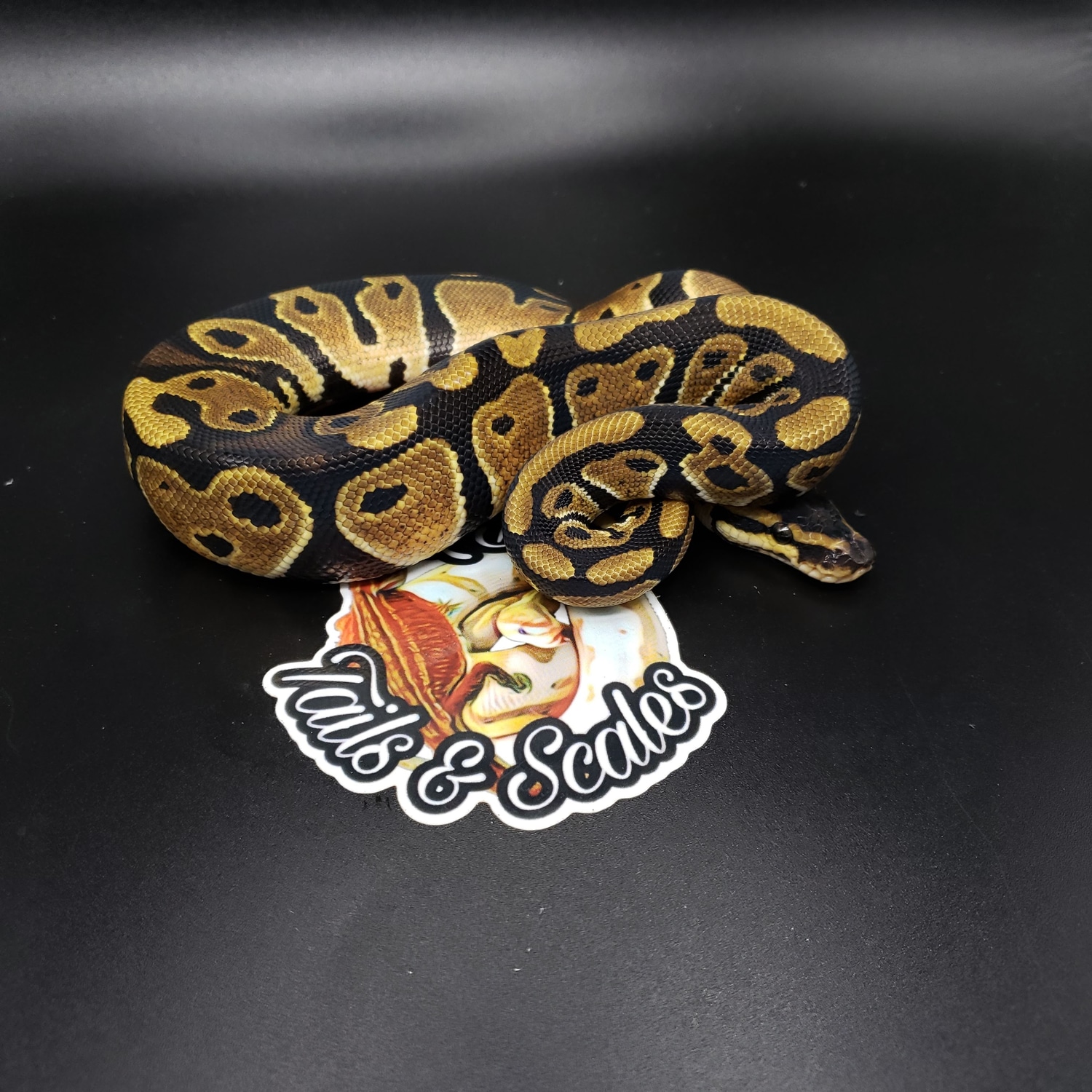 Normal Het Piebald 66% Het Clown Ball Python by QB's Tails & Scales LLC ...