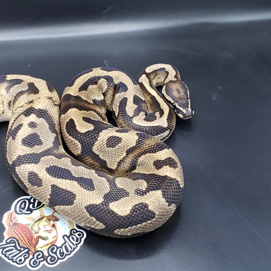 Piebald Male Ball Python by QB's Tails & Scales LLC