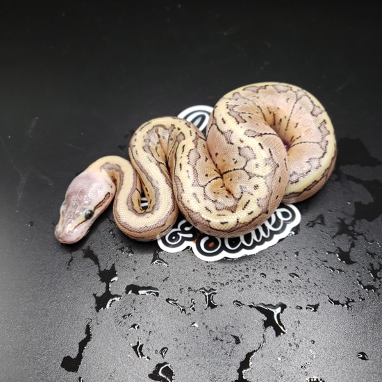Mojave Killerblast Ball Python by QB's Tails & Scales LLC