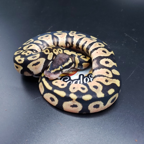 Pastel Female Ball Python by QB's Tails & Scales LLC
