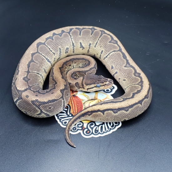 Pinstripe Het Axanthic (VPI)/Pied Ball Python by QB's Tails & Scales LLC