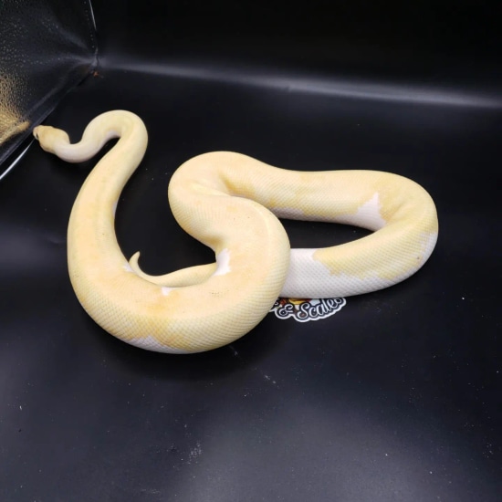 PROVEN Banana Fire Pinstripe Pied Ball Python by QB's Tails & Scales LLC