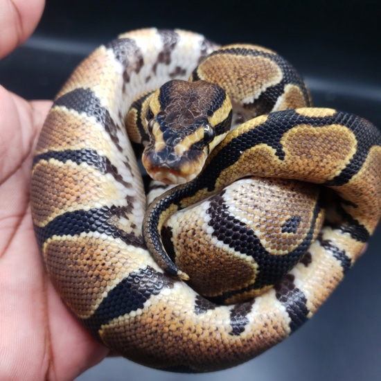 Normal Ball Python by QB's Tails & Scales LLC