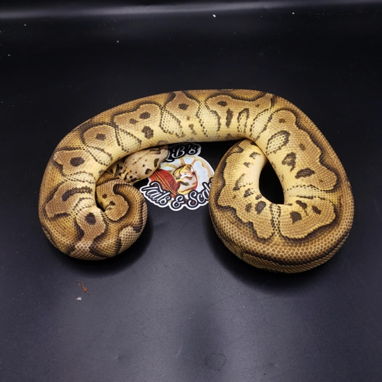 Pastel Clown Het Pied Ball Python by QB's Tails & Scales LLC