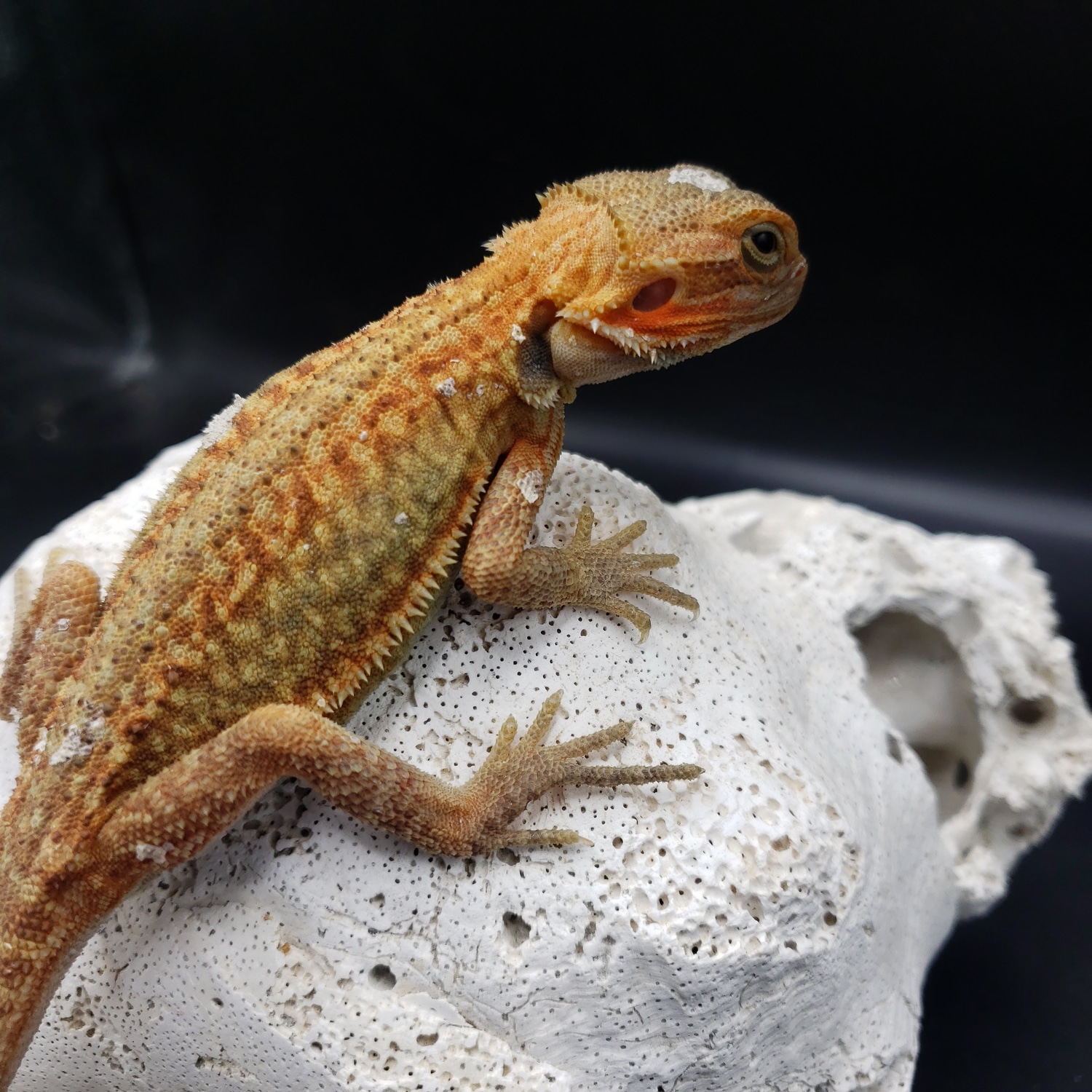 Hypo Trans Leather Dunner Central Bearded Dragon by QB's Tails & Scales ...