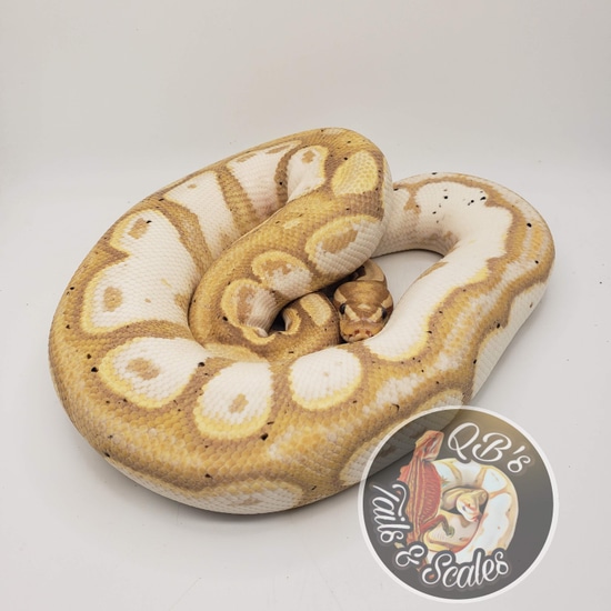 Banana Calico (+) Male - FREE SHIPPING Ball Python by QB's Tails & Scales LLC