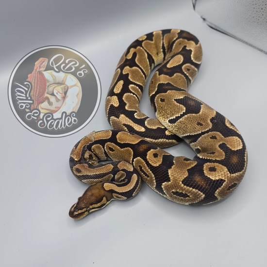 Het Dreamsicle Ball Python by QB's Tails & Scales LLC