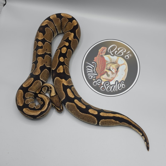 Blade Het Tri-stripe Ball Python by QB's Tails & Scales LLC