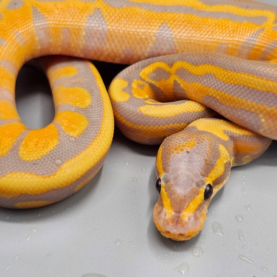 Banana YB Tri-stripe (Female Maker) Ball Python by QB's Tails & Scales LLC