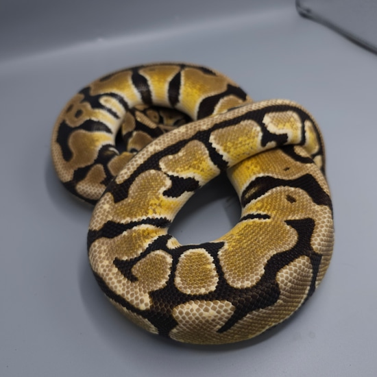 1.3 Het DG/Clown Male + Clown Females Ball Python by QB's Tails & Scales LLC