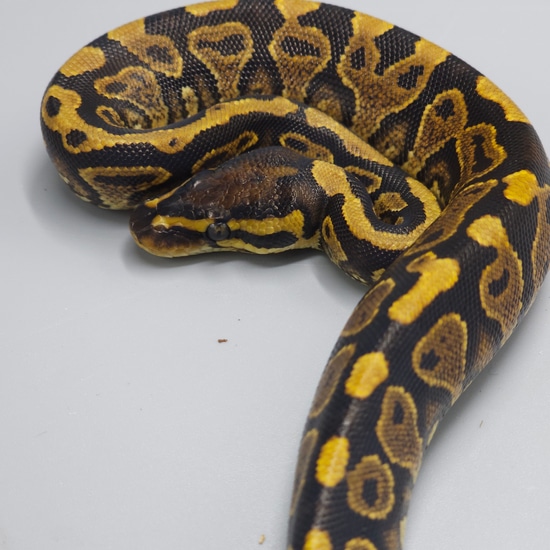 YB Or Asphalt Female Ball Python by QB's Tails & Scales LLC