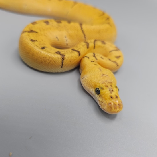 Enchi (Poss Super Enchi) Lemonblast Clown 66% Het Pied Male Ball Python ...