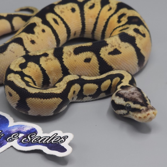 OD Spotnose Pastel Female Ball Python by QB's Tails & Scales LLC