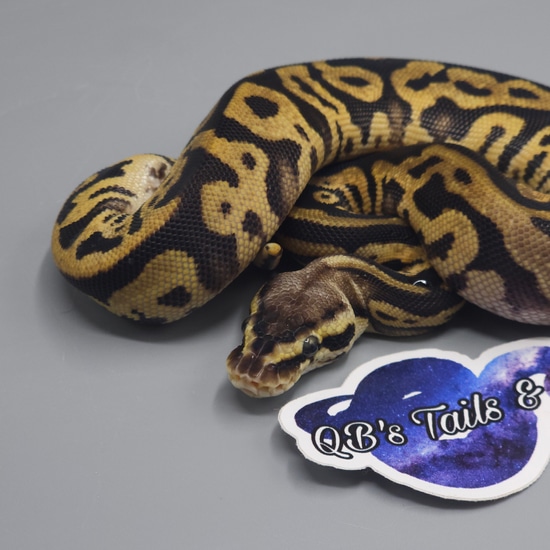 Leopard Pastel Female Ball Python by QB's Tails & Scales LLC