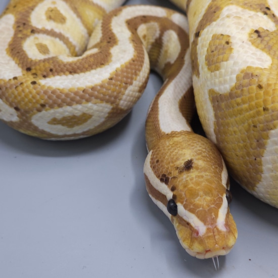 Banana Het Pied Ball Python by QB's Tails & Scales LLC