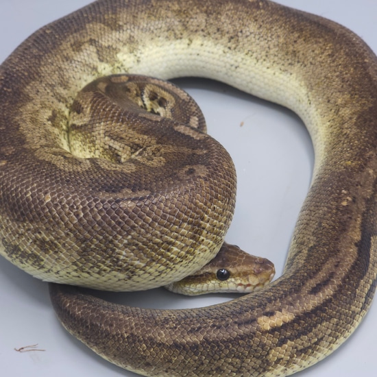 GHI Pewter Het Pied Ball Python by QB's Tails & Scales LLC