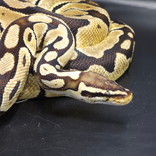 Pastel (+?) Adult Female Ball Python by QB's Tails & Scales LLC