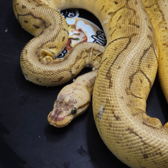 Killerblast Orange Dream Hypo Het Piebald Ball Python by QB's Tails & Scales LLC