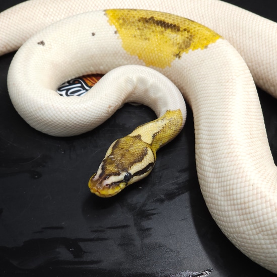 Firefly Pied Het VPI Axanthic Ball Python by QB's Tails & Scales LLC