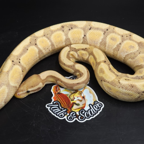 1.1 Het Tri-stripe Pair Ball Python by QB's Tails & Scales LLC