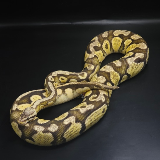 Firefly Het DG Ball Python by QB's Tails & Scales LLC