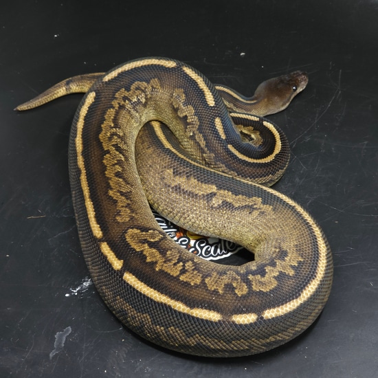 Cinnamon Mahogany Het Pied Ball Python by QB's Tails & Scales LLC