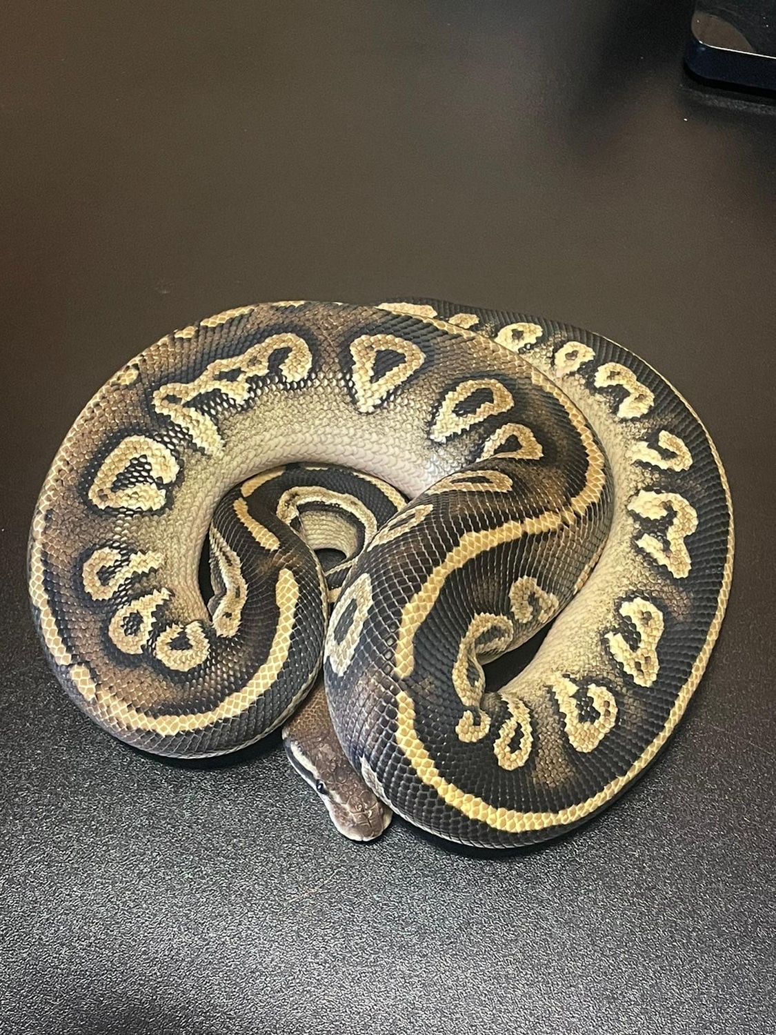 Blackhead Phantom Pastel Poss Red Gene 50% Het Hypo Ball Python by Q Pythons Essex - MorphMarket