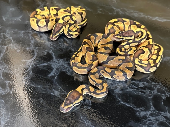 This Little 1.2 Group Of Dh Vpi Pied Are Available Ball Python by Q ...