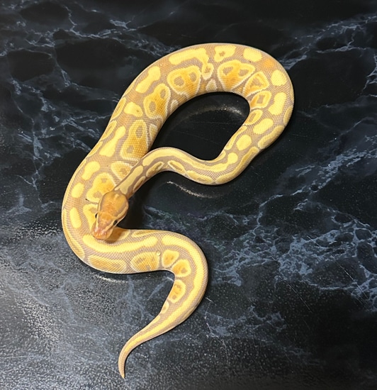 Banana Hra Pastel Het Puzzle Ball Python by Q Pythons Essex