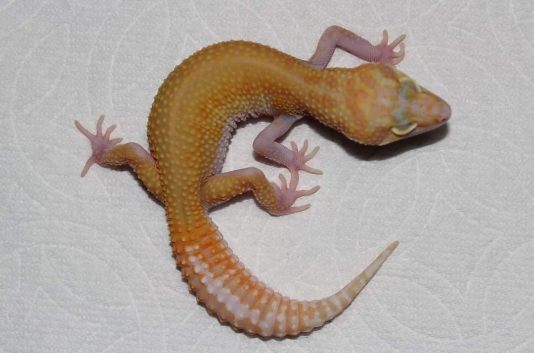 Raptor Leopard Gecko by Q's Geckos - MorphMarket