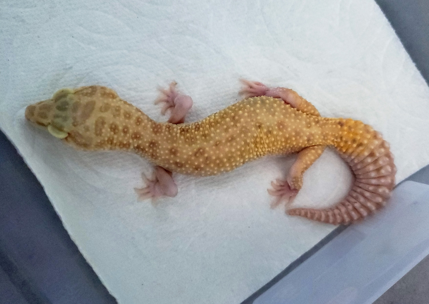 Raptor Leopard Gecko by Q's Geckos - MorphMarket