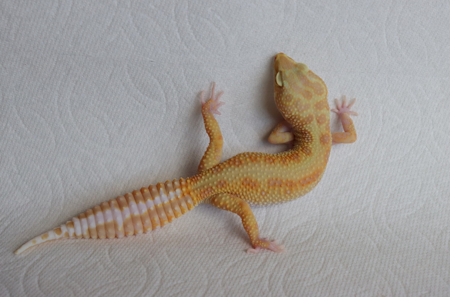Tangerine Tremper Het Eclipse Leopard Gecko by Q's Geckos - MorphMarket