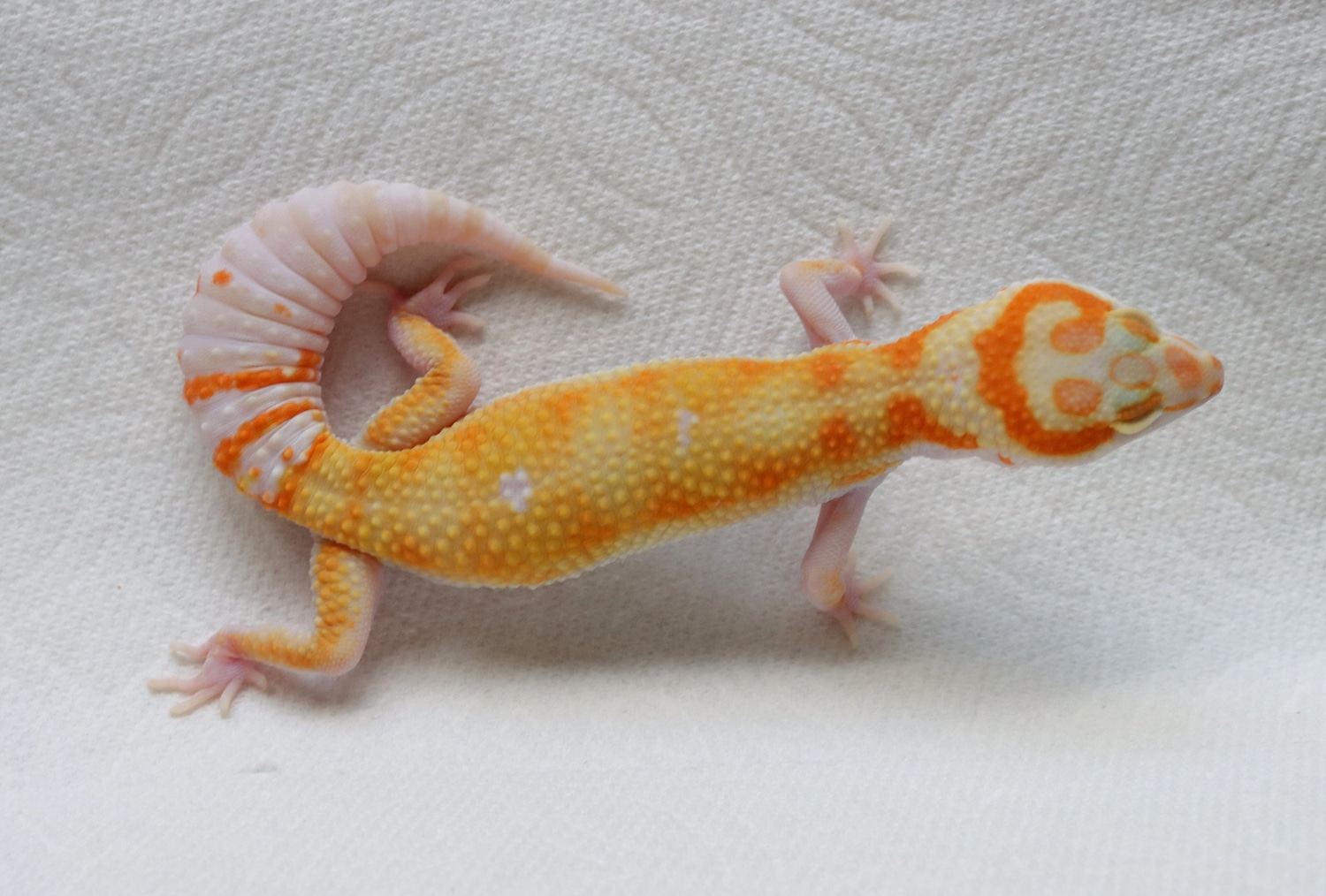 White And Yellow Tangerine Tremper Poss Het Eclipse Leopard Gecko by Q ...