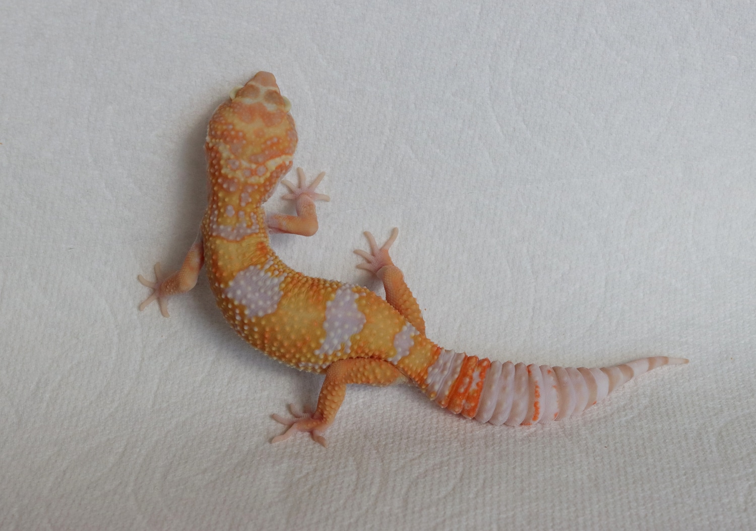 Tangerine Tremper Poss Het Eclipse Leopard Gecko by Q's Geckos ...