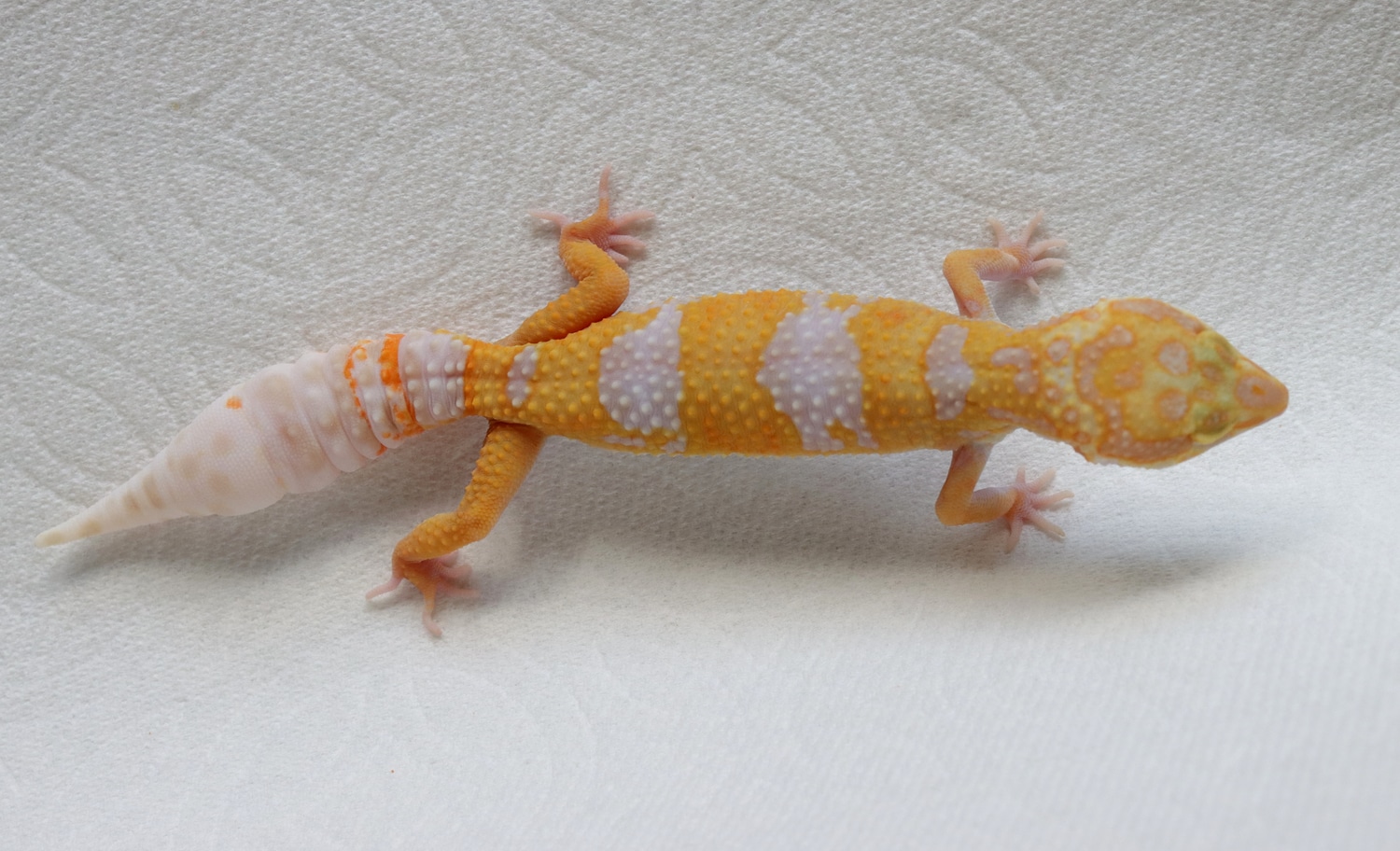 Tangerine Tremper Poss Het Eclipse Leopard Gecko by Q's Geckos ...