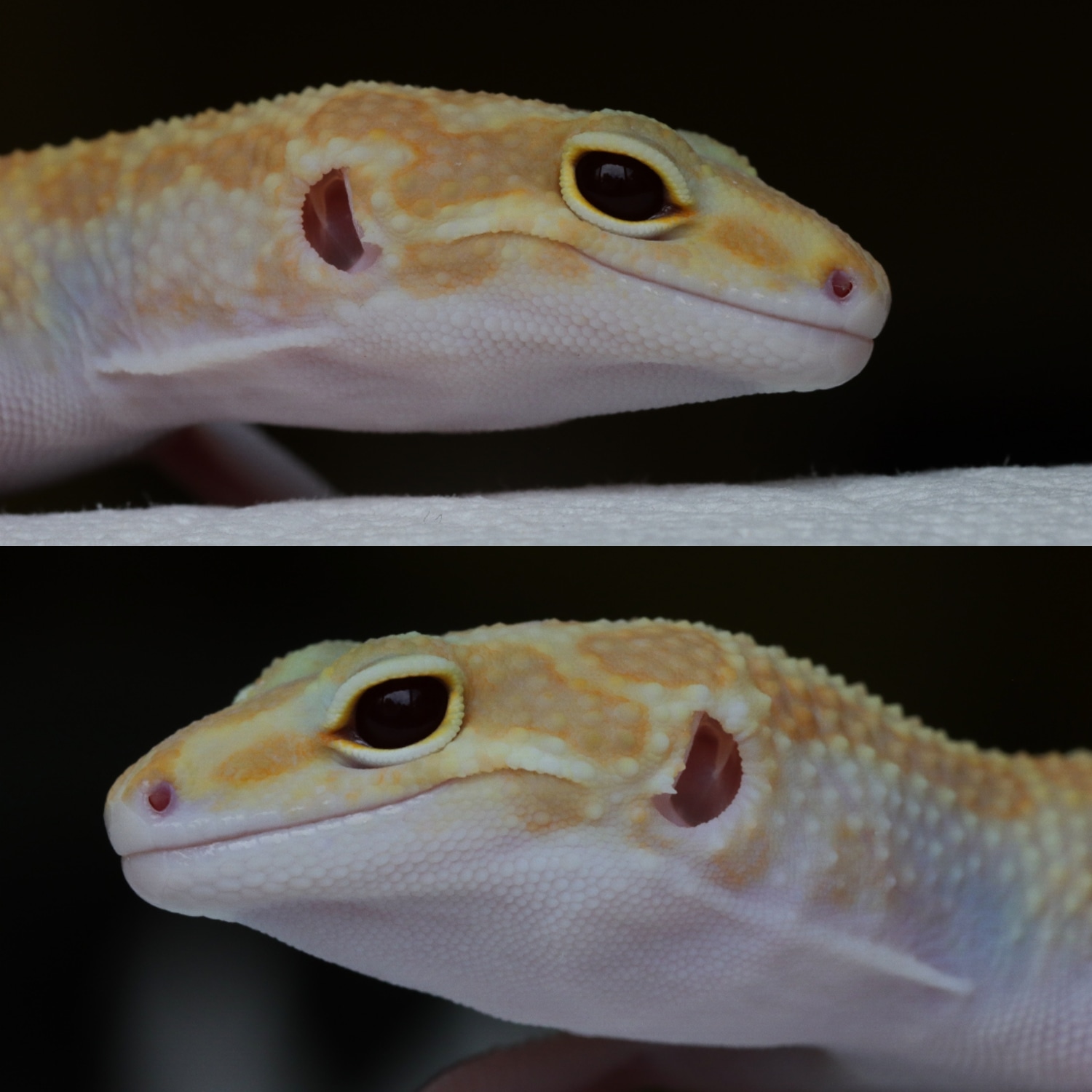 Tangerine Raptor Leopard Gecko by Q's Geckos - MorphMarket