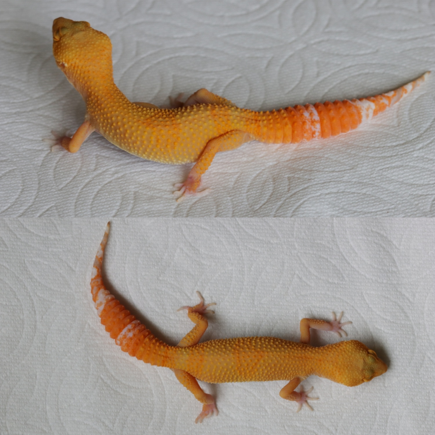 Blood Tremper Sunglow Leopard Gecko by Q's Geckos - MorphMarket