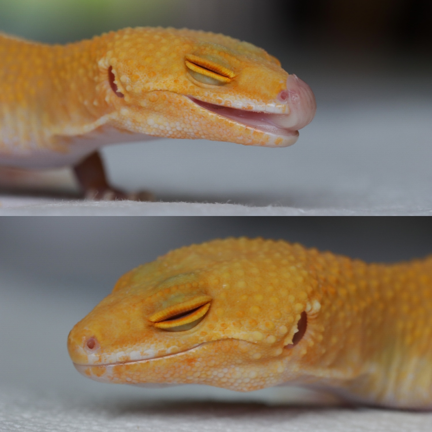 Blood Tremper Sunglow Leopard Gecko by Q's Geckos - MorphMarket