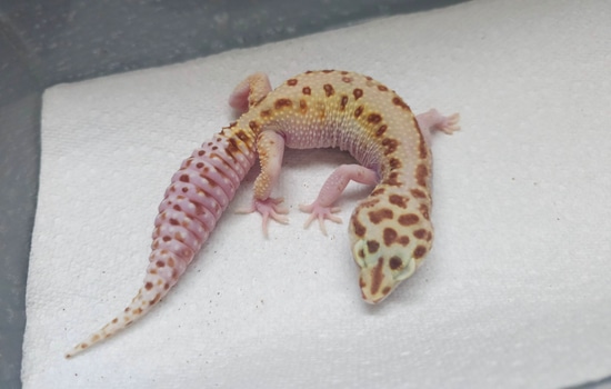 White & Yellow Mack Snow Red Stripe Bell Het Eclipse Leopard Gecko by Q ...