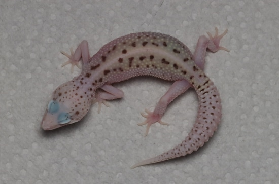 White & Yellow Mack Snow Eclipse Poss Het Tremper Leopard Gecko by Q's ...