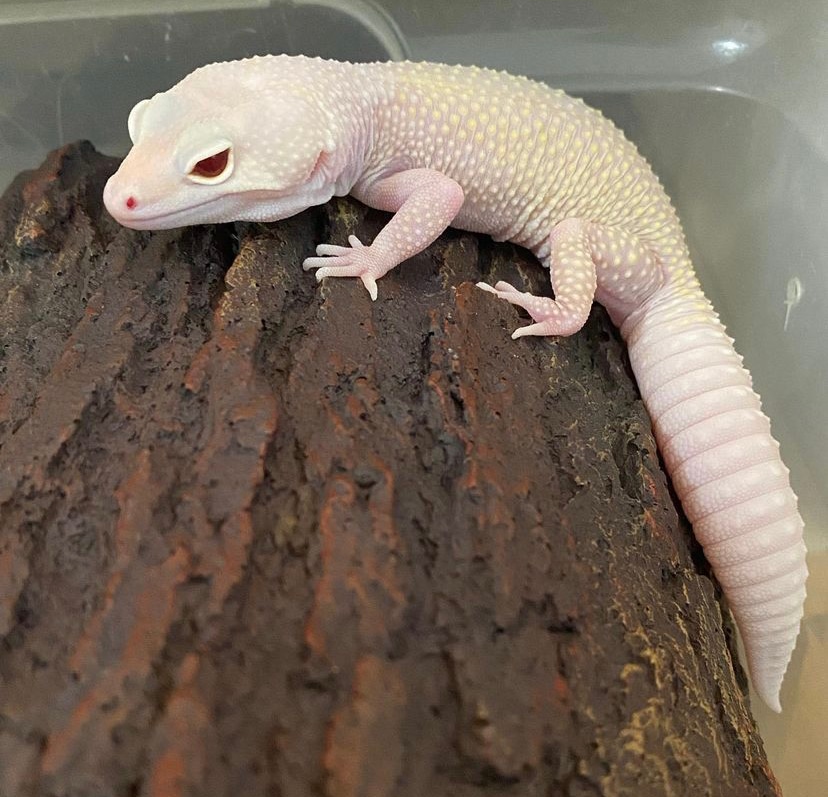 White Knight Female Leopard Gecko by A1ExotiQs - MorphMarket