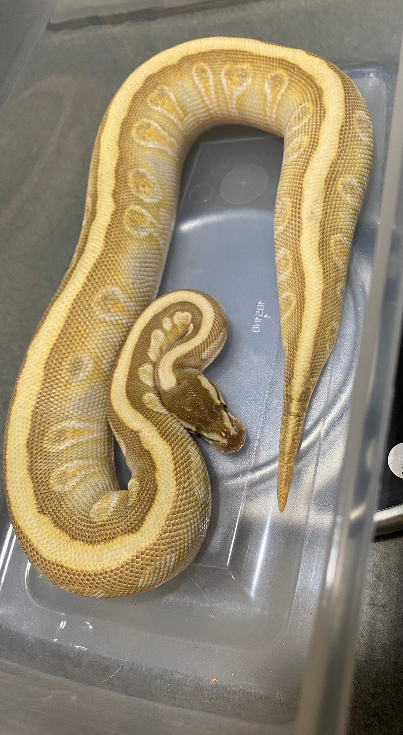 Soul Sucker Enchi Pos HRA Ball Python by A1ExotiQs - MorphMarket