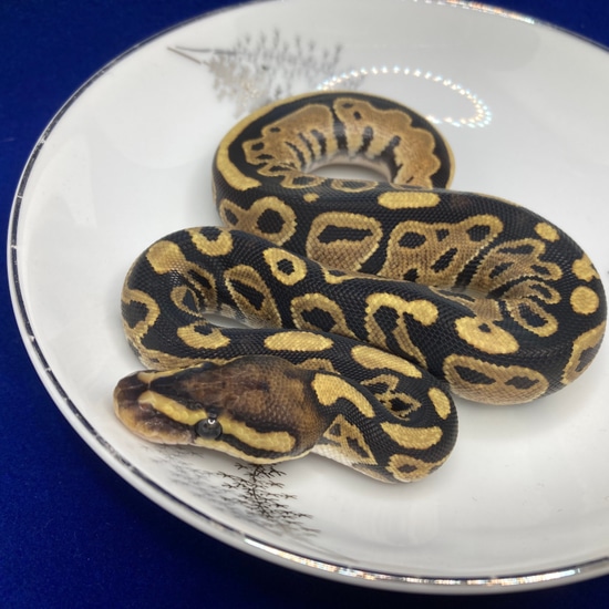Mystic Fire 100% Het Genetic Stripe Ball Python by Loki's Demented ...