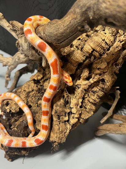 Extreme Reverse Okeetee Corn Snake by Quality bred exotics