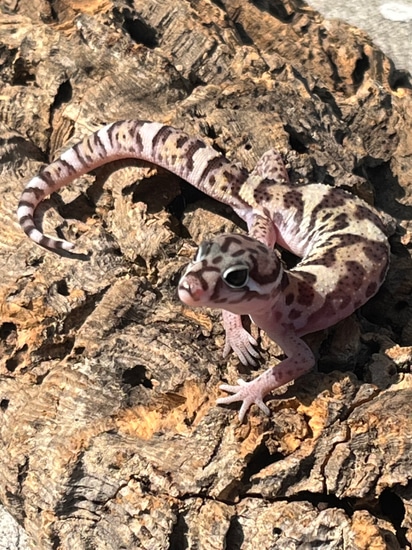 Central American Banded Geckos by Quality bred exotics