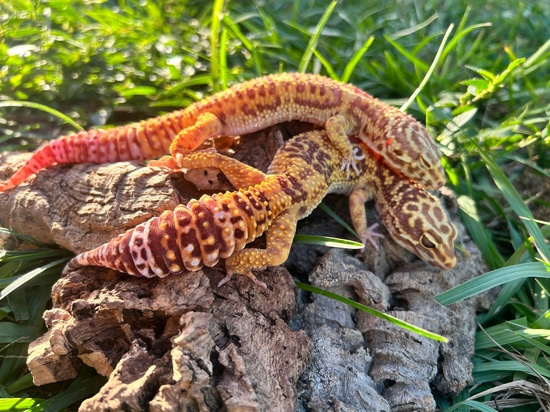 BREEDING PAIR Leopard Geckos by Quality bred exotics